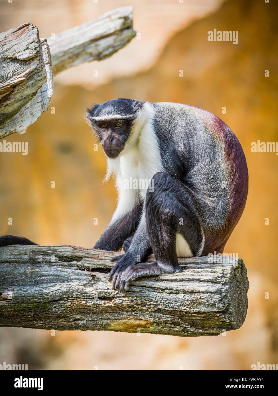 Cercopithecus roloway -Fotos und -Bildmaterial in hoher Auflösung – Alamy