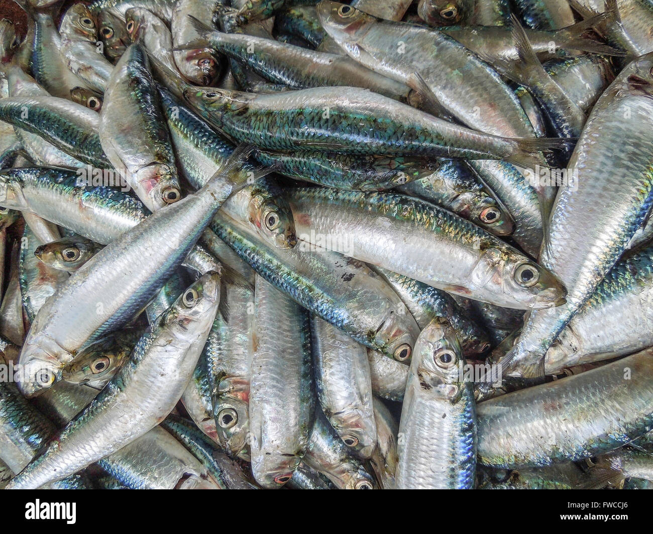 Edible fish -Fotos und -Bildmaterial in hoher Auflösung – Alamy