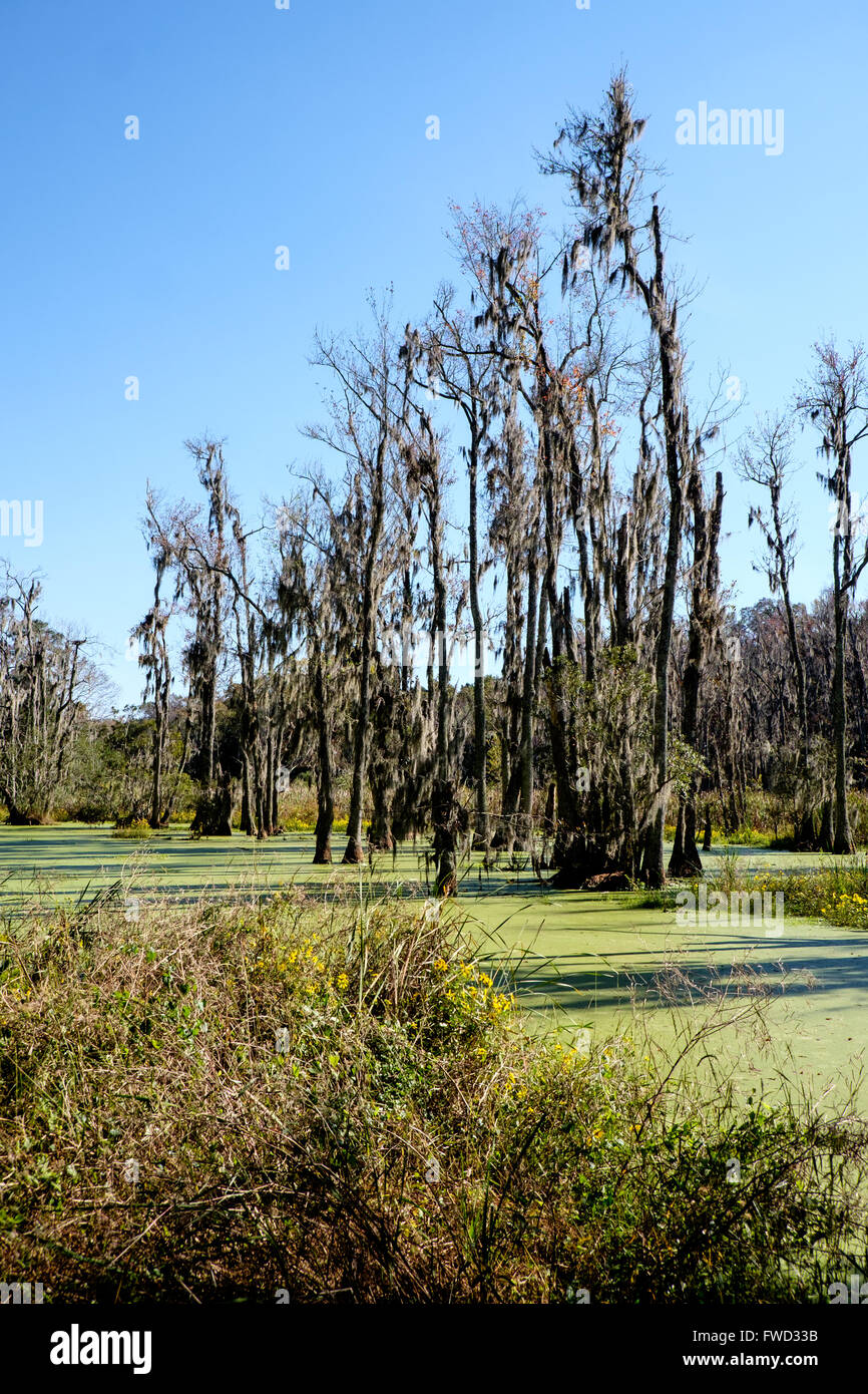 Swamp gum tree -Fotos und -Bildmaterial in hoher Auflösung – Alamy