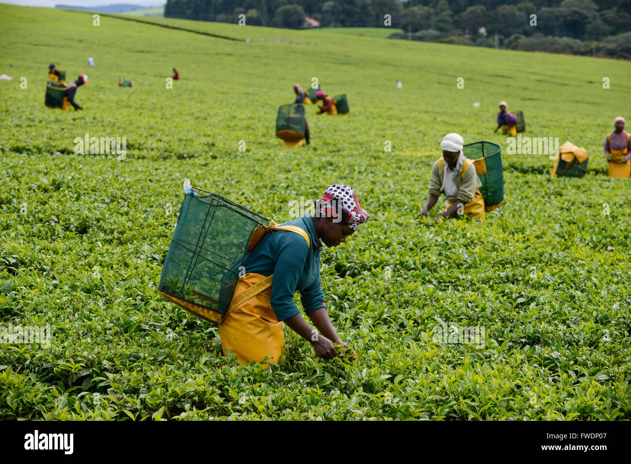 Unilever tee -Fotos und -Bildmaterial in hoher Auflösung – Alamy