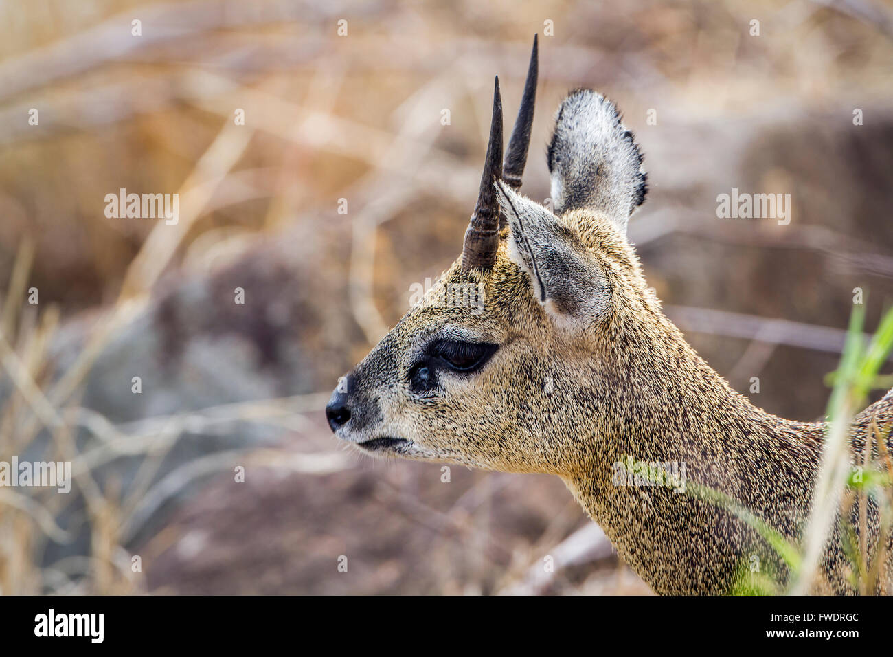 Klipspringer Antilope Stockfotos und -bilder Kaufen - Alamy