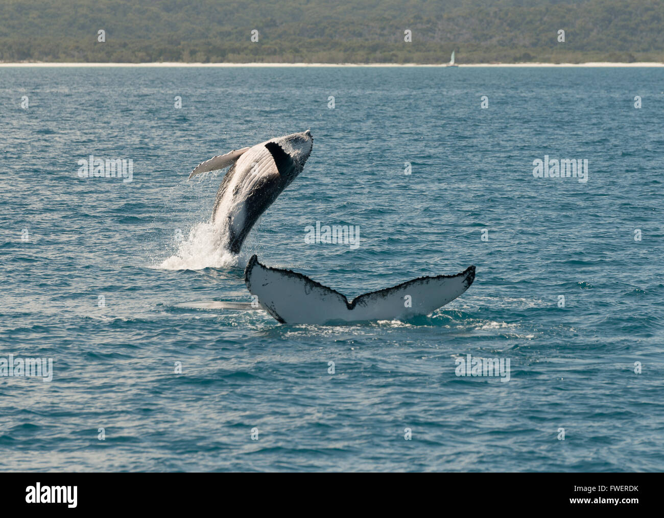 Junge Buckelwale ausspielen Fraser Island Australien Stockfotografie ...