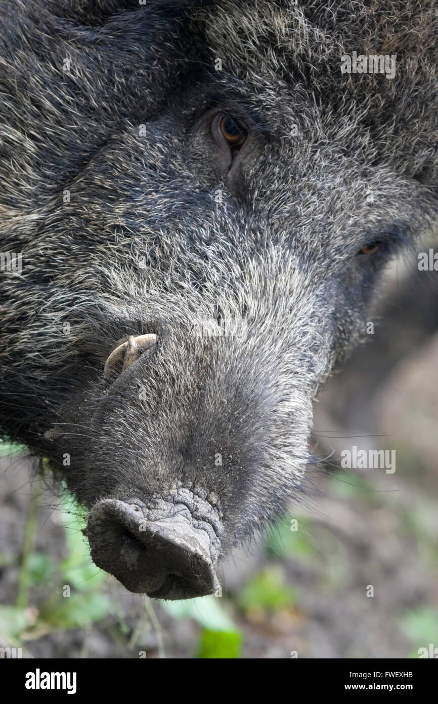 Kopf des wildschweins -Fotos und -Bildmaterial in hoher Auflösung – Alamy