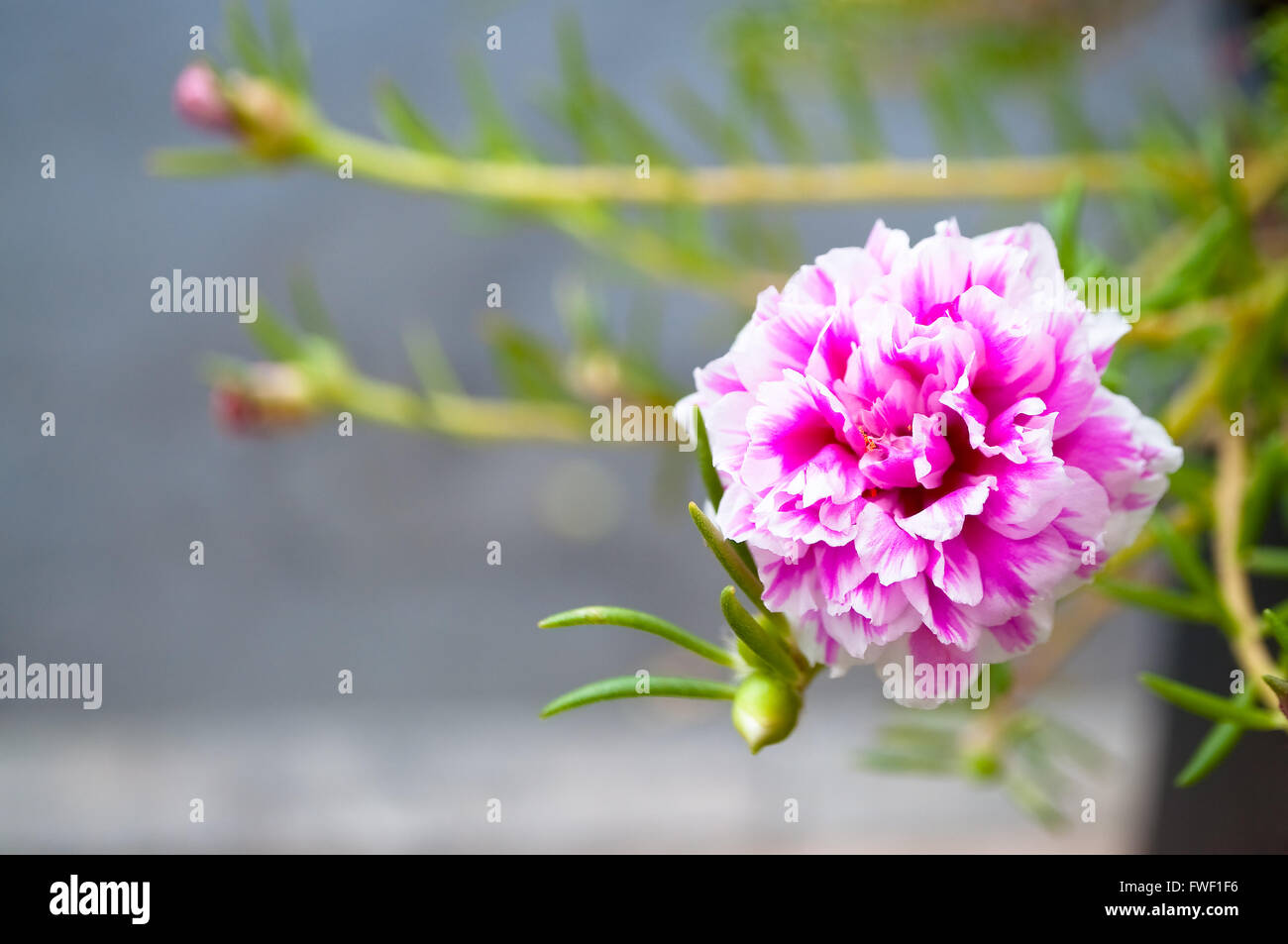 Rosa und weiße Portulaca Grandiflora Blüte auch bekannt als Rose Moss ...