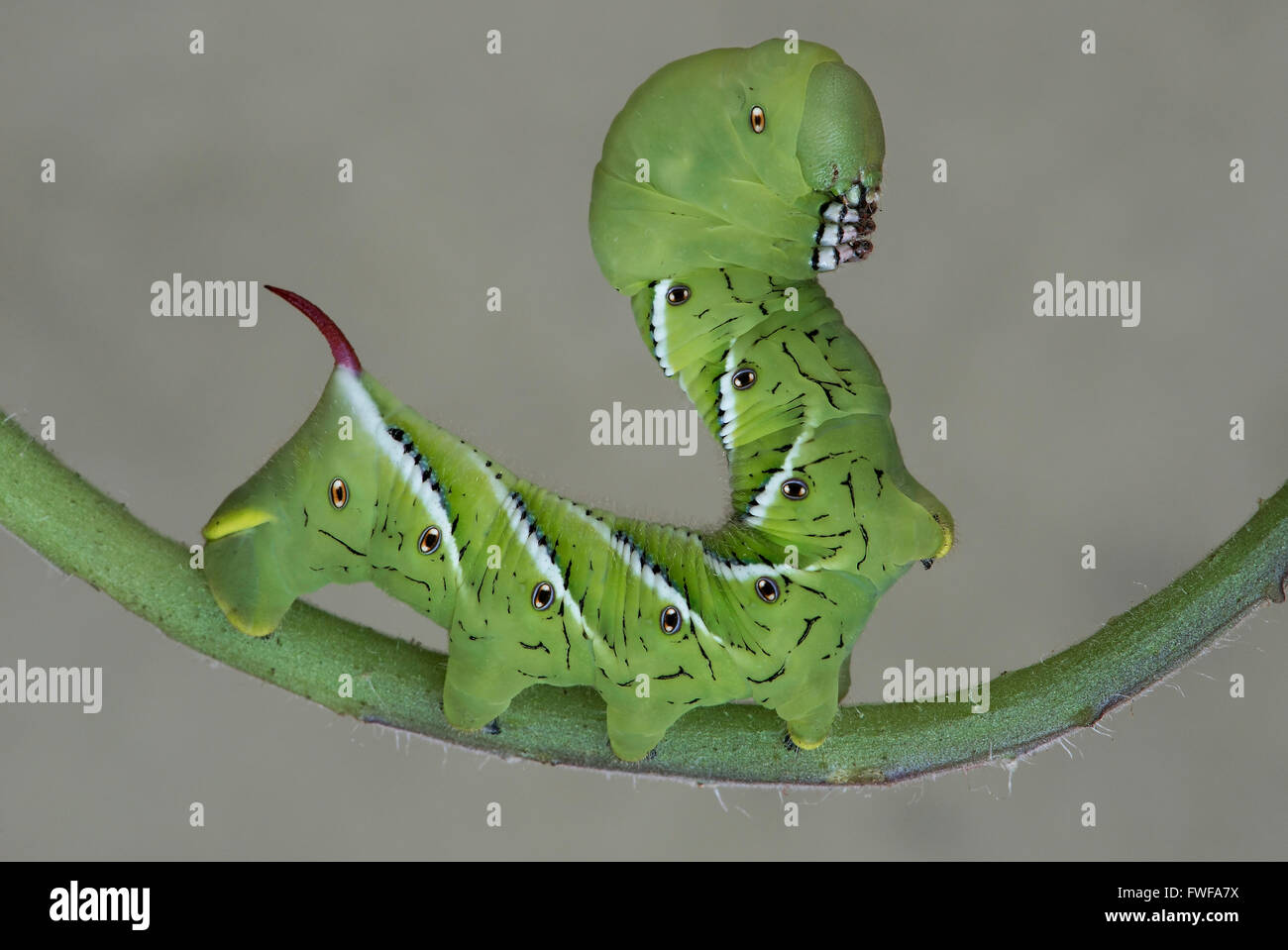Tomate Hornworm Motten oder Five-Spotted Hawkmoth Raupe, Larven ...