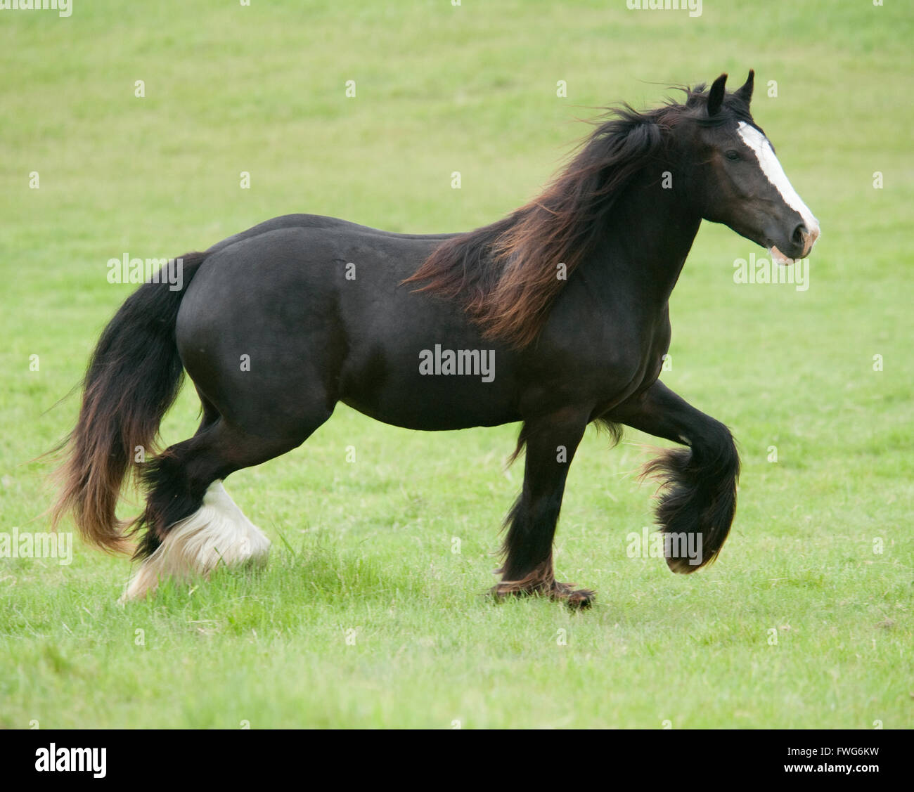 Schwarzes stute pferd -Fotos und -Bildmaterial in hoher Auflösung – Alamy