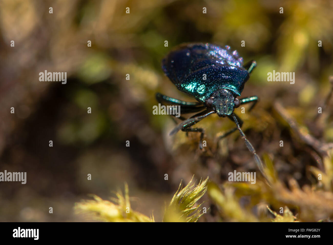 Blaue Shieldbug (Zicrona Caerulea) Kopf auf. Eine schillernde True-Bug ...