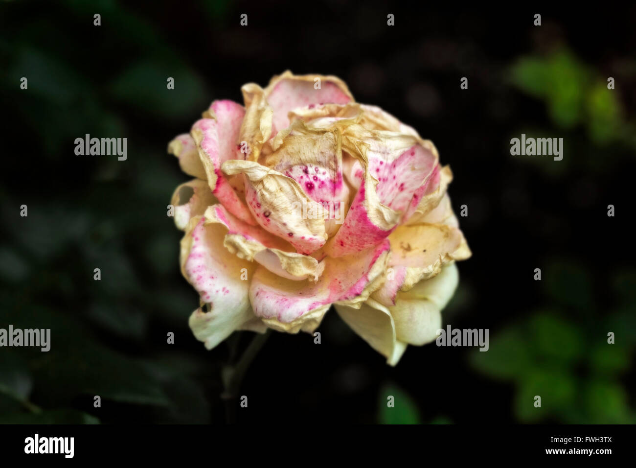 Welken der natur -Fotos und -Bildmaterial in hoher Auflösung – Alamy