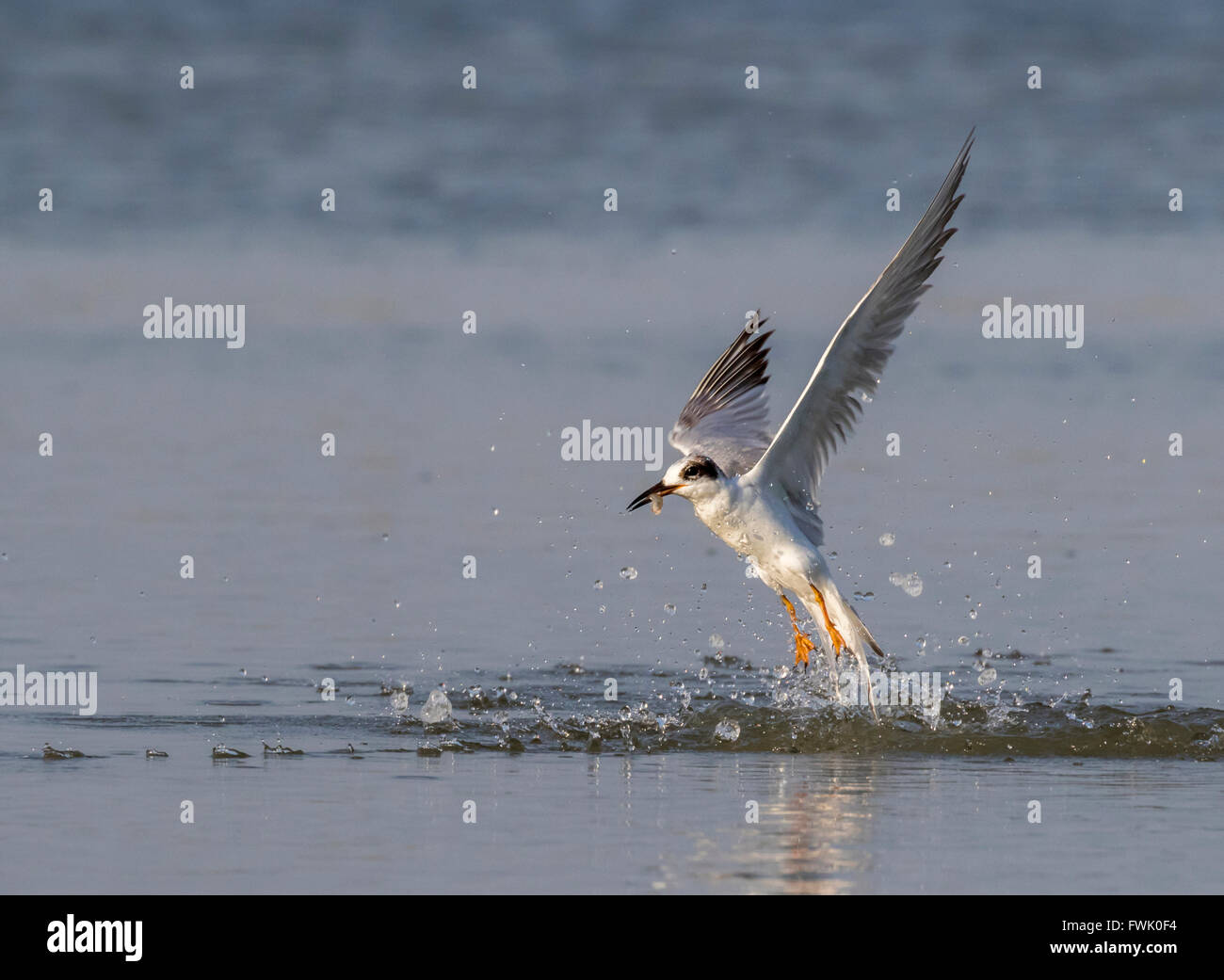 Forster Seeschwalbe (Sterna Forsteri) Jagd in den Ozean, Galveston ...