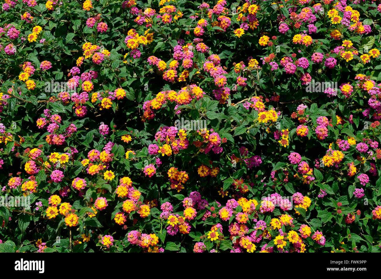 Spanische blumen rosa blüten -Fotos und -Bildmaterial in hoher ...