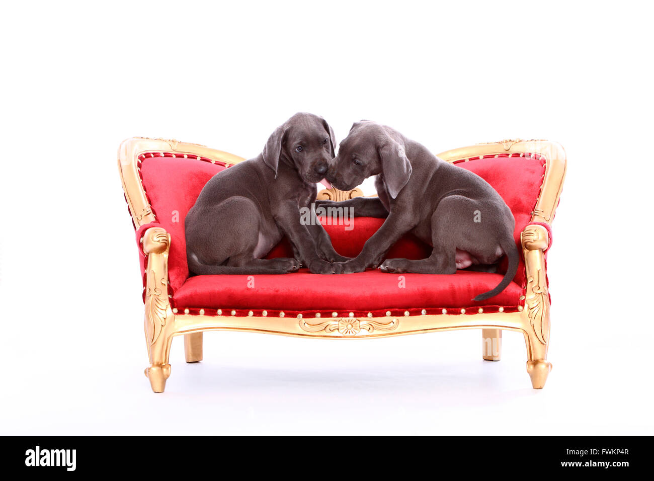 Zwei Deutsche Dogge Welpen (7 Wochen alt) sitzt auf einem antiken Couch ...