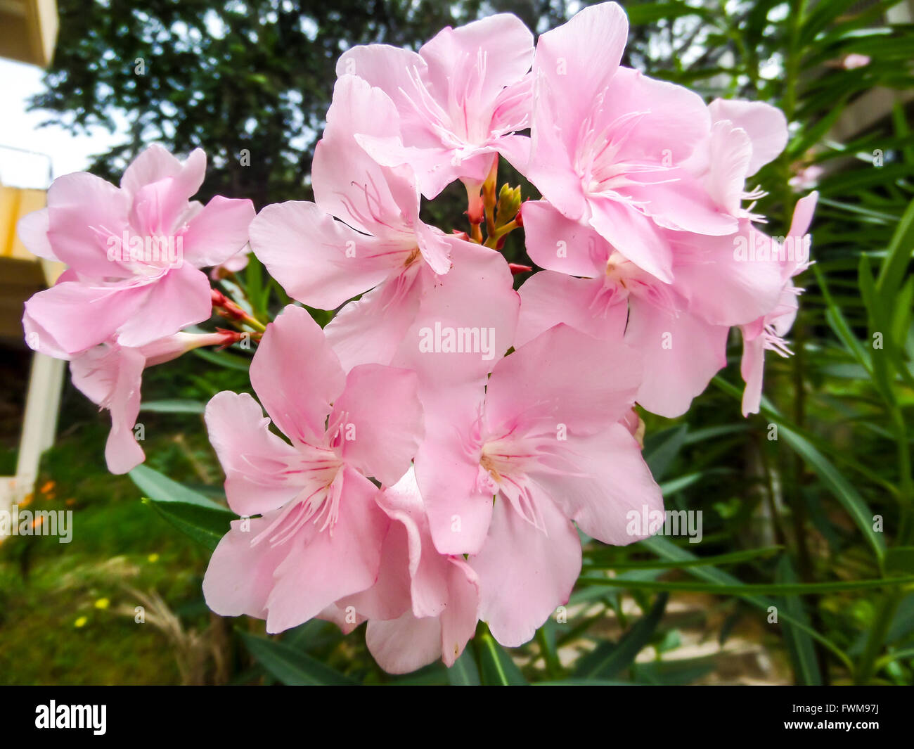 Rose dipladenia -Fotos und -Bildmaterial in hoher Auflösung – Alamy