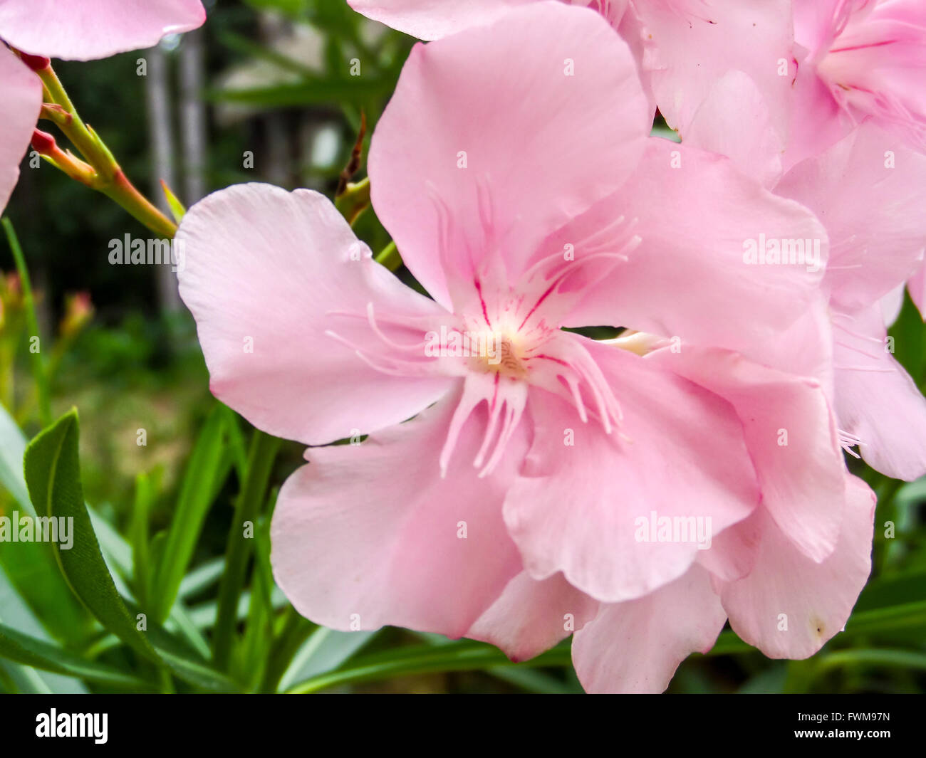 Rose dipladenia -Fotos und -Bildmaterial in hoher Auflösung – Alamy