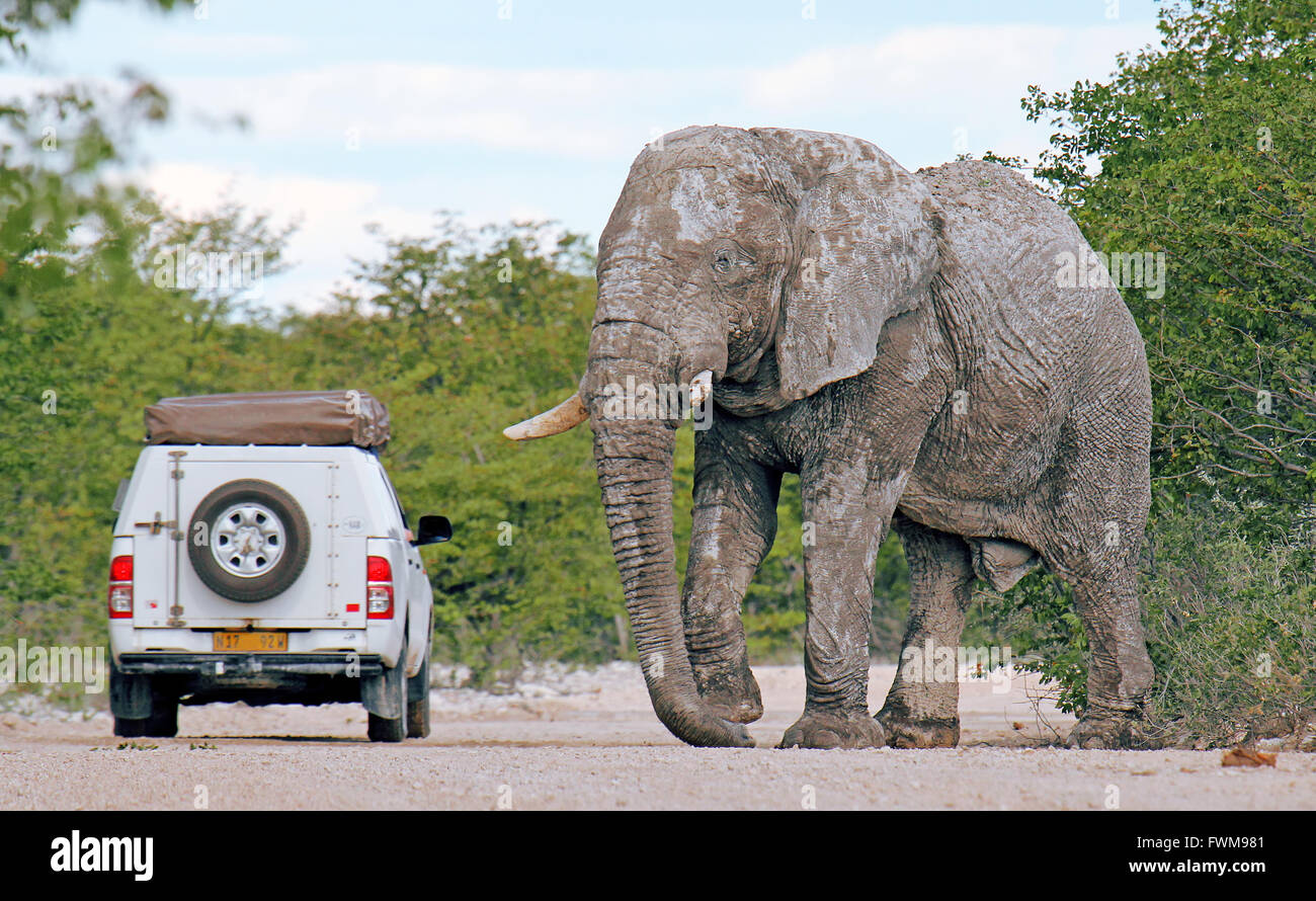 Elefant und auto -Fotos und -Bildmaterial in hoher Auflösung – Alamy