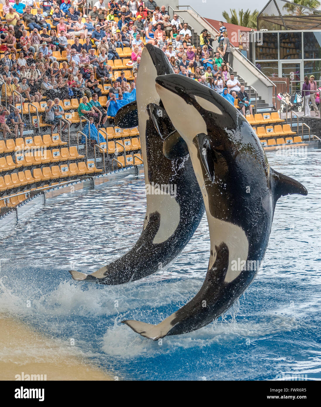 Loro parque orca -Fotos und -Bildmaterial in hoher Auflösung – Alamy