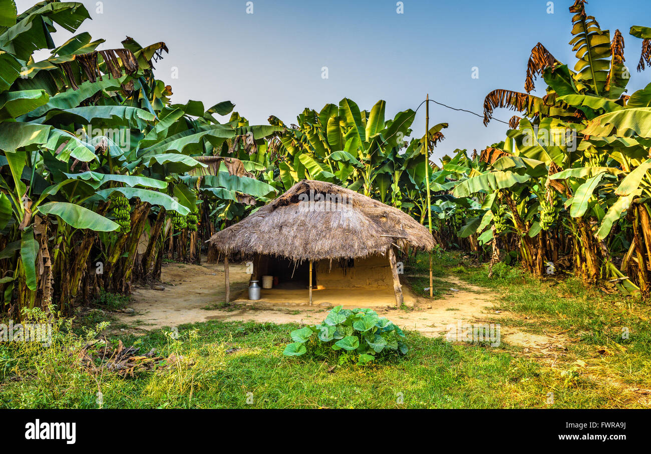 Ein Haus Im Dschungel Stockfotos und -bilder Kaufen - Alamy