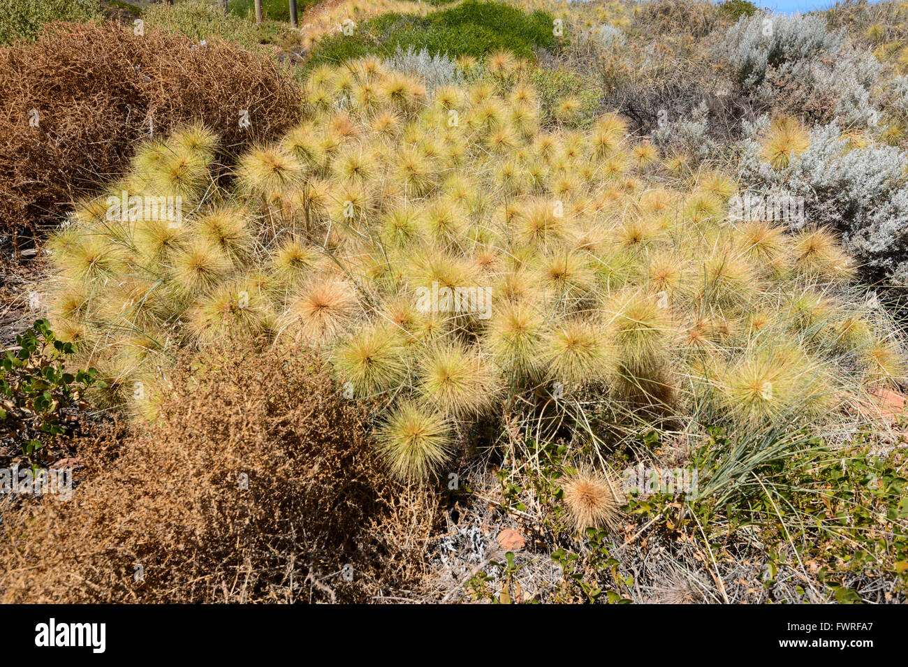 Spinifex Longifolius Stockfotos und -bilder Kaufen - Alamy