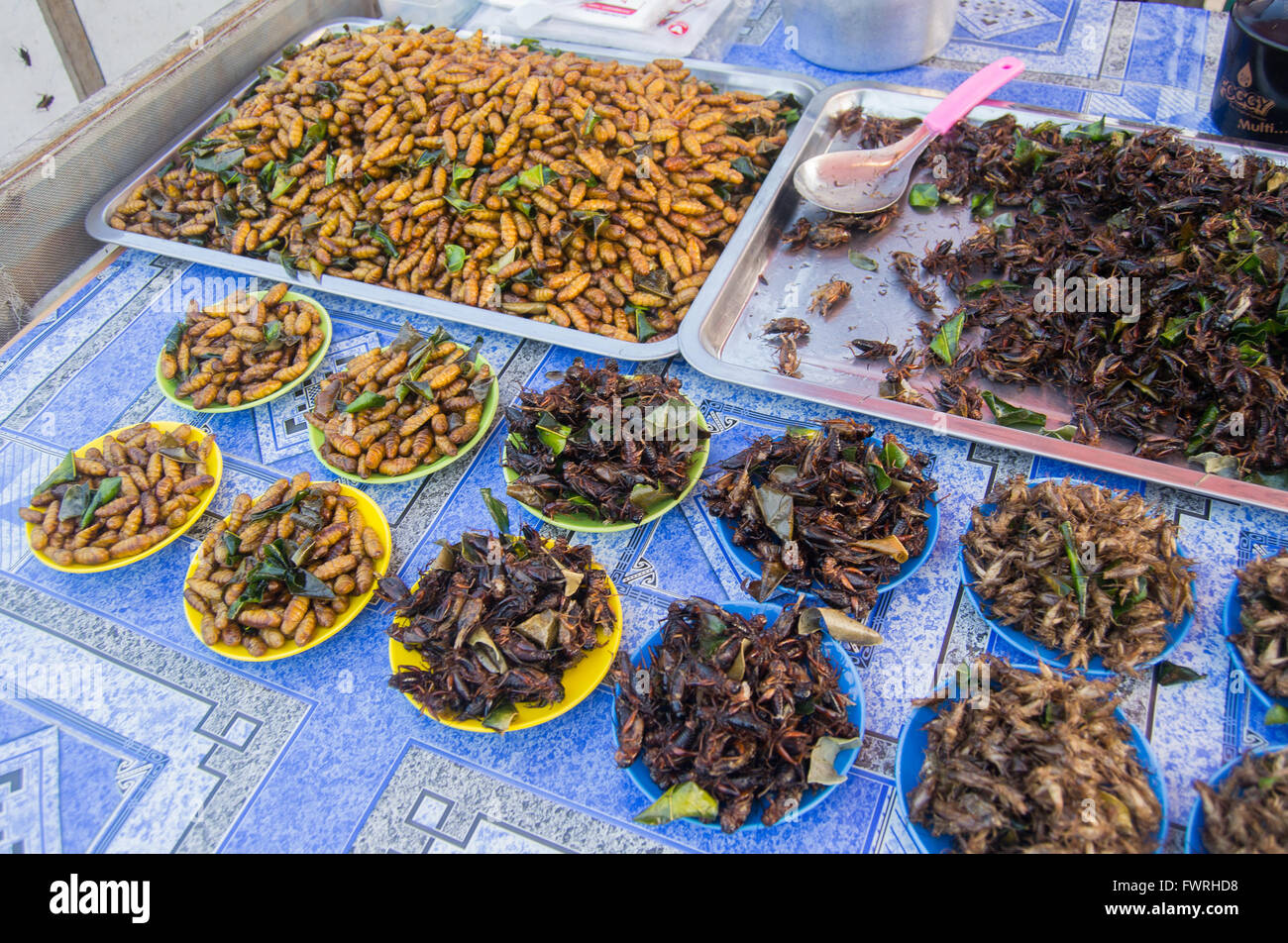 Insect food thailand -Fotos und -Bildmaterial in hoher Auflösung – Alamy