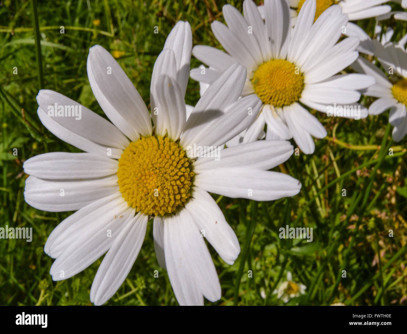 Weiße Margeriten-Blüten auf einem grünen Rasen Stockfotografie - Alamy