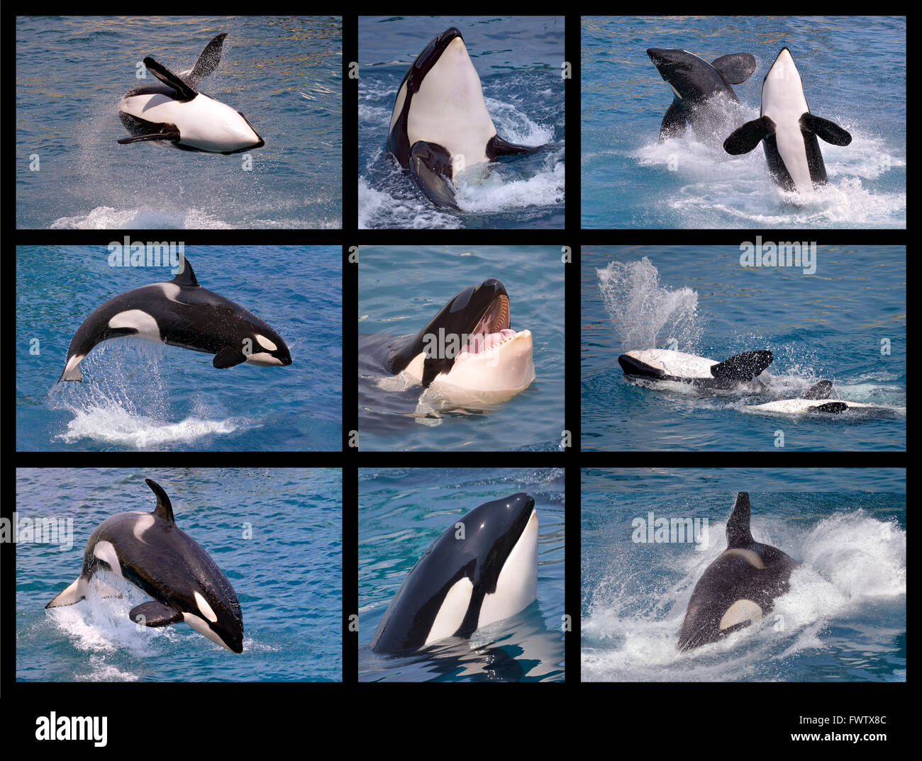 Orcinus Orca Mouth Stockfotos und -bilder Kaufen - Alamy