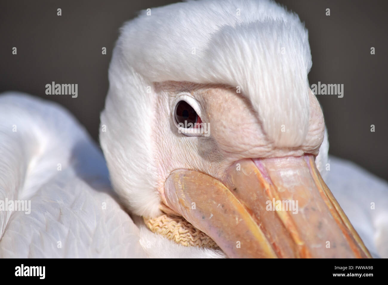 Large beak -Fotos und -Bildmaterial in hoher Auflösung – Alamy