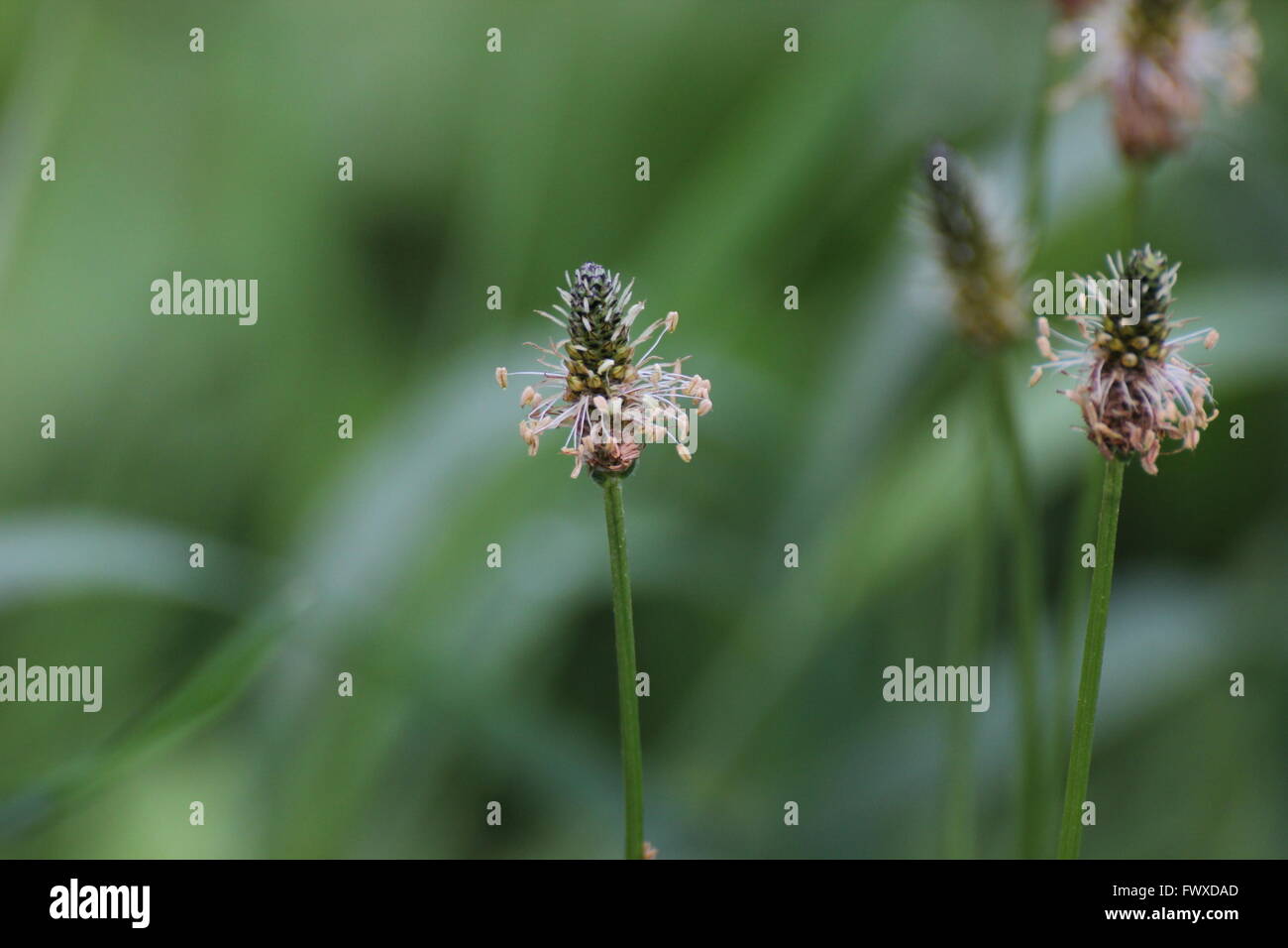 Plantago lanceolata -Fotos und -Bildmaterial in hoher Auflösung – Alamy
