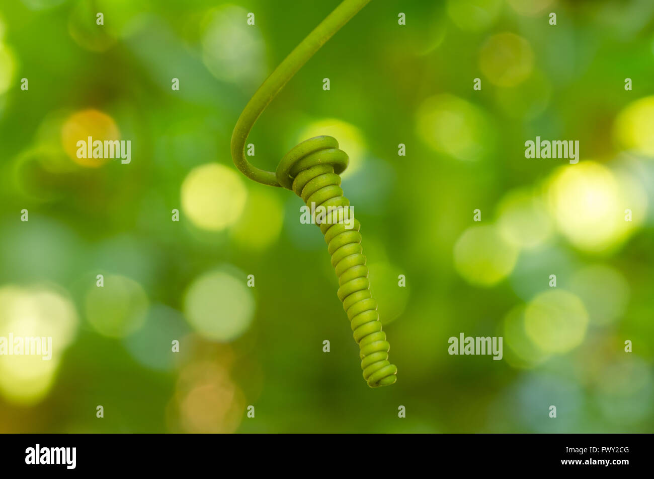 Weinranke rebe blatt -Fotos und -Bildmaterial in hoher Auflösung – Alamy