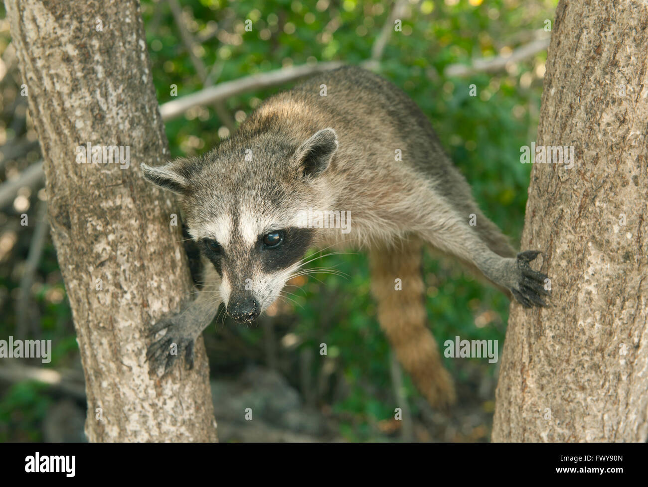Pygmy Raccoon (Procyon Pygmaeus) vom Aussterben bedroht, die Insel ...