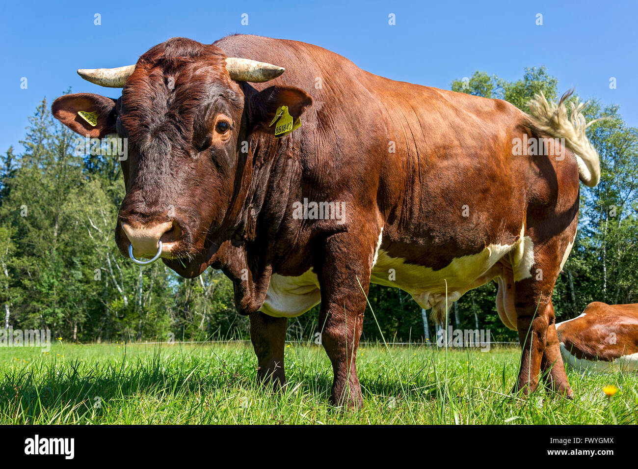Braune und weiße Stier mit Nasenring in der Weide entdeckt, Stier ...