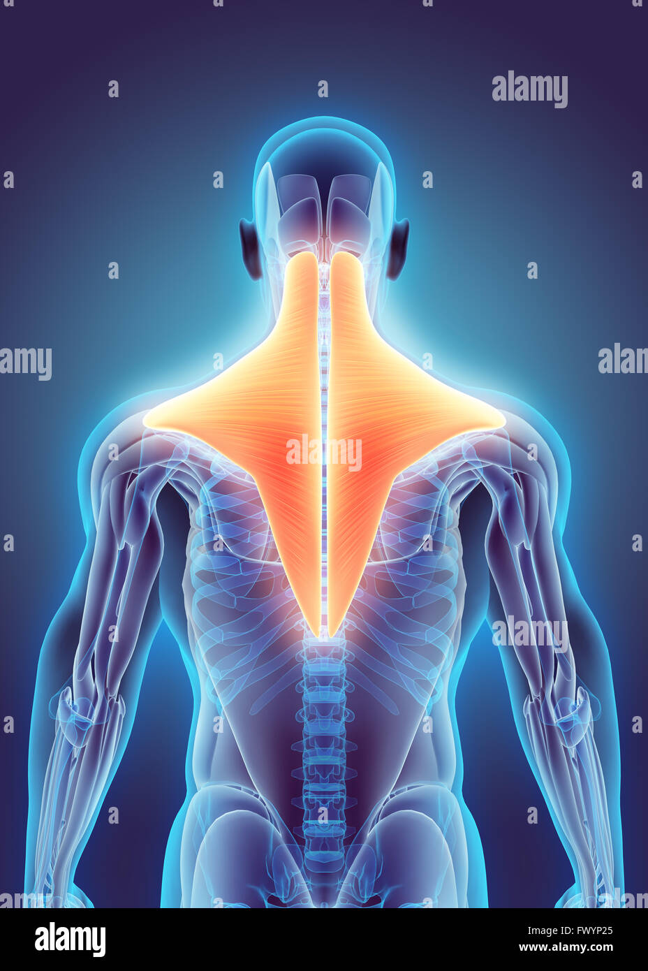 3D Darstellung der Trapezius, Teil der Muskel Anatomie Stockfotografie ...