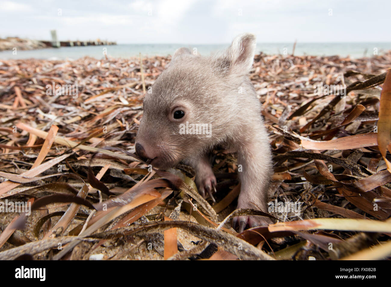 Baby wombat -Fotos und -Bildmaterial in hoher Auflösung – Alamy