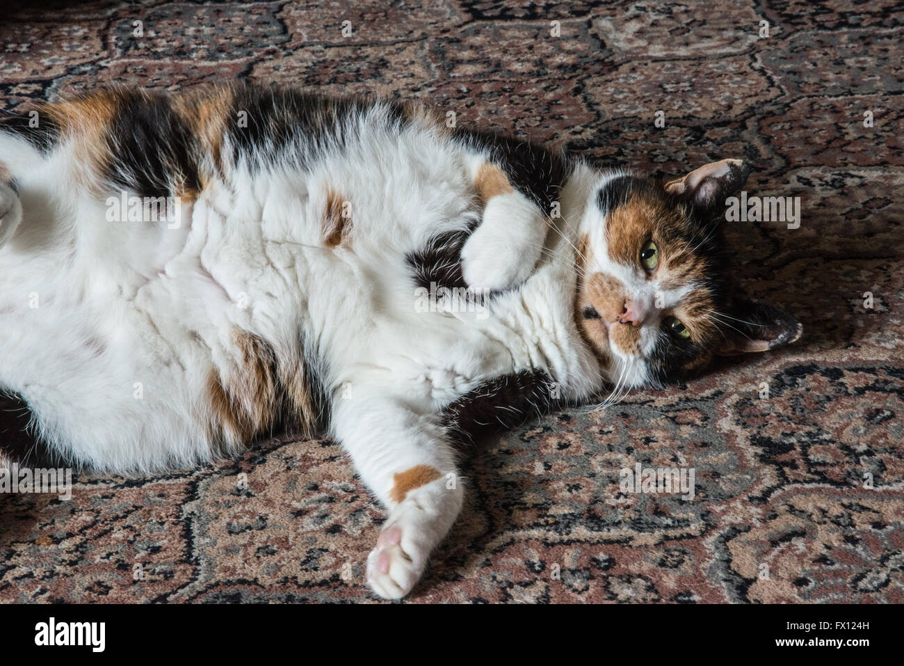 Katze auf teppich -Fotos und -Bildmaterial in hoher Auflösung – Alamy