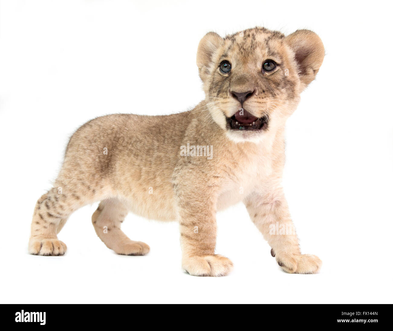 Isolierte baby katze -Fotos und -Bildmaterial in hoher Auflösung – Alamy