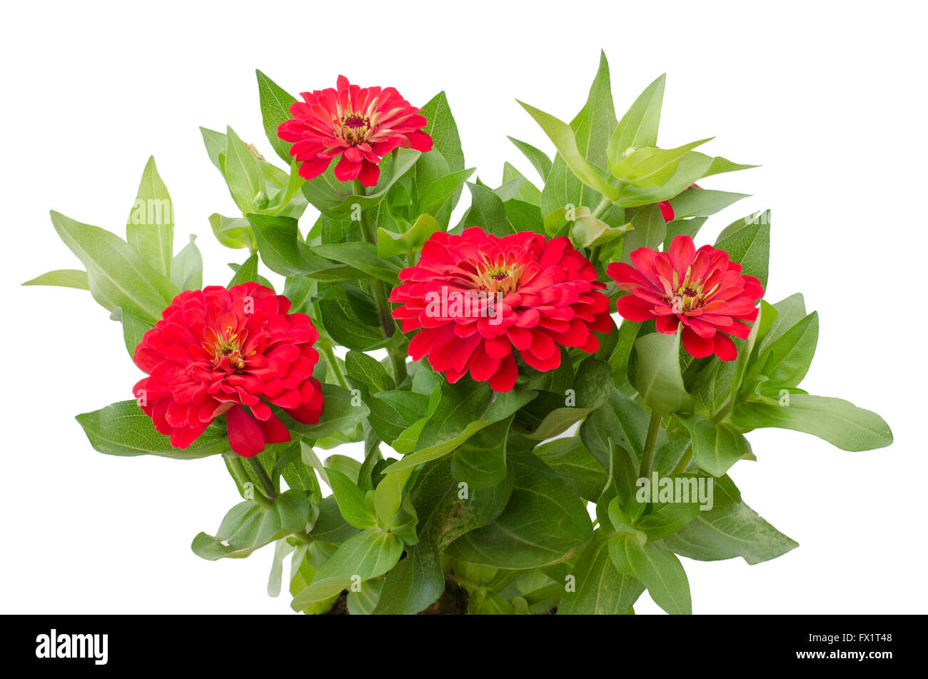 Zinnie blume -Fotos und -Bildmaterial in hoher Auflösung – Alamy