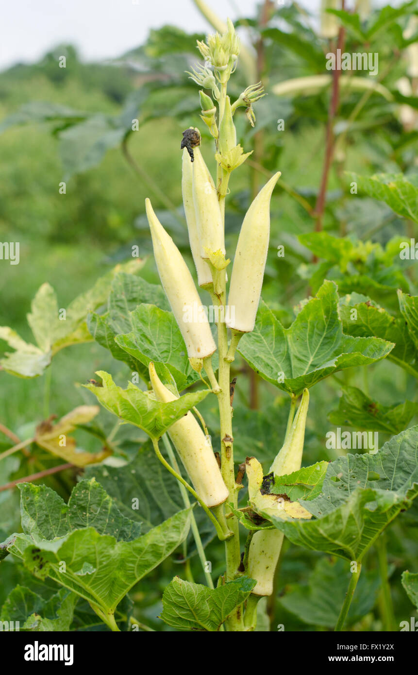 Grüne okra pflanze -Fotos und -Bildmaterial in hoher Auflösung – Alamy