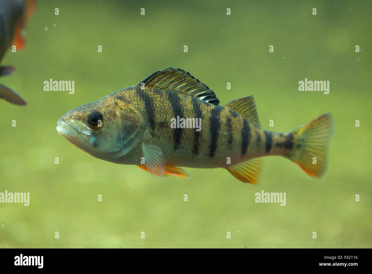 Eurasische barsche -Fotos und -Bildmaterial in hoher Auflösung – Alamy