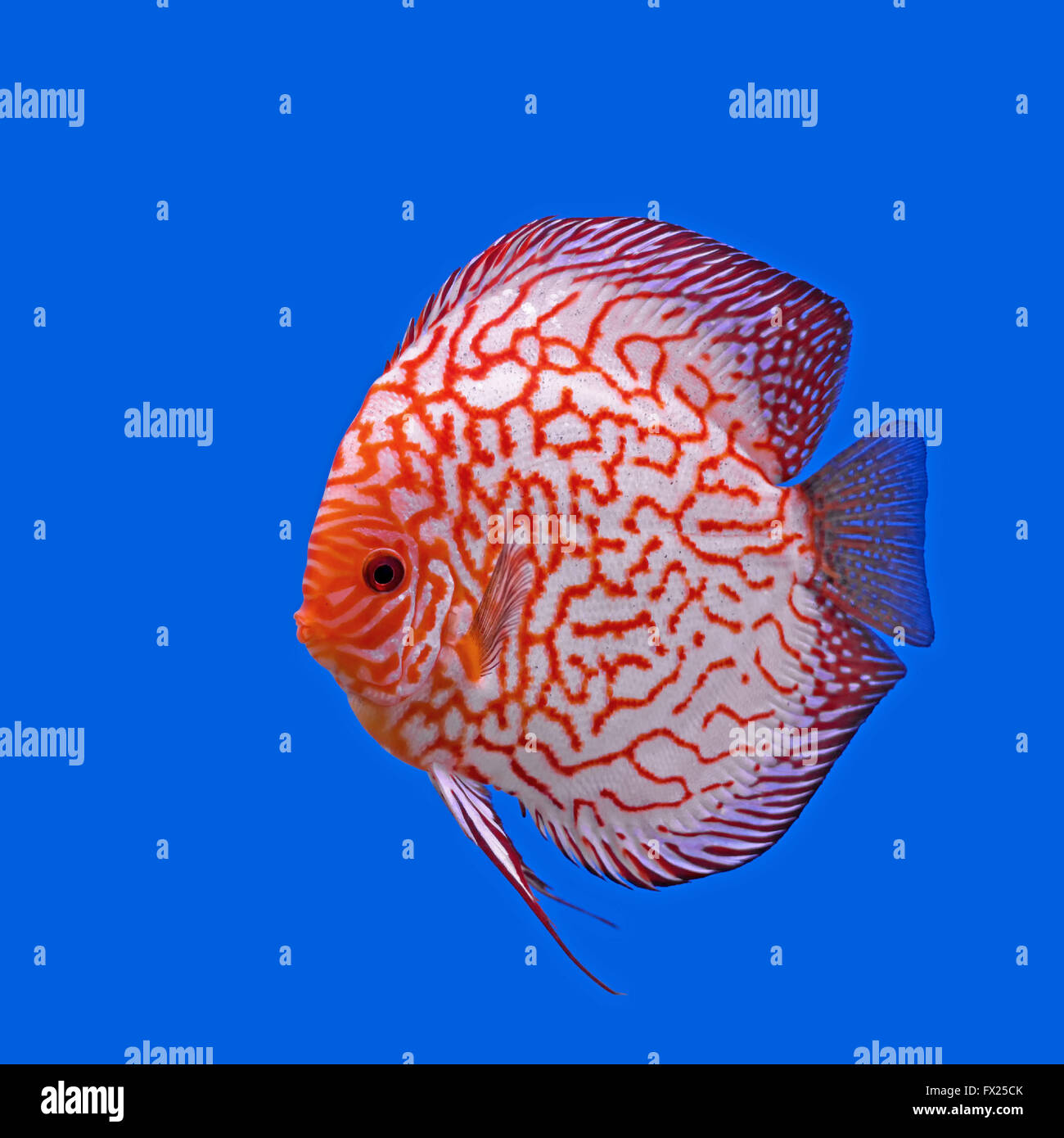 Fisch aquarium flossen -Fotos und -Bildmaterial in hoher Auflösung – Alamy