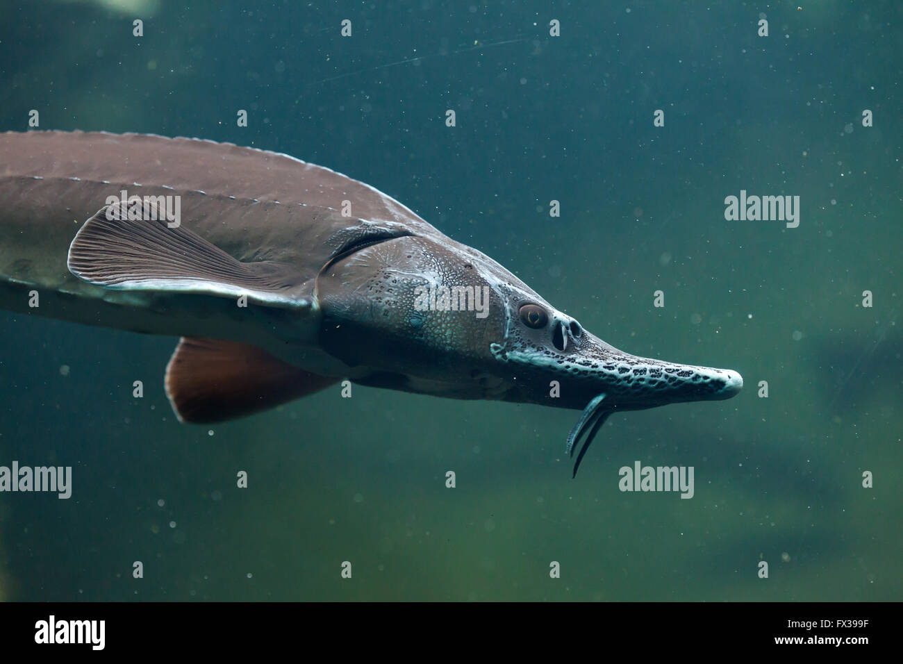 Acipenser baerii stenorrhynchus -Fotos und -Bildmaterial in hoher ...