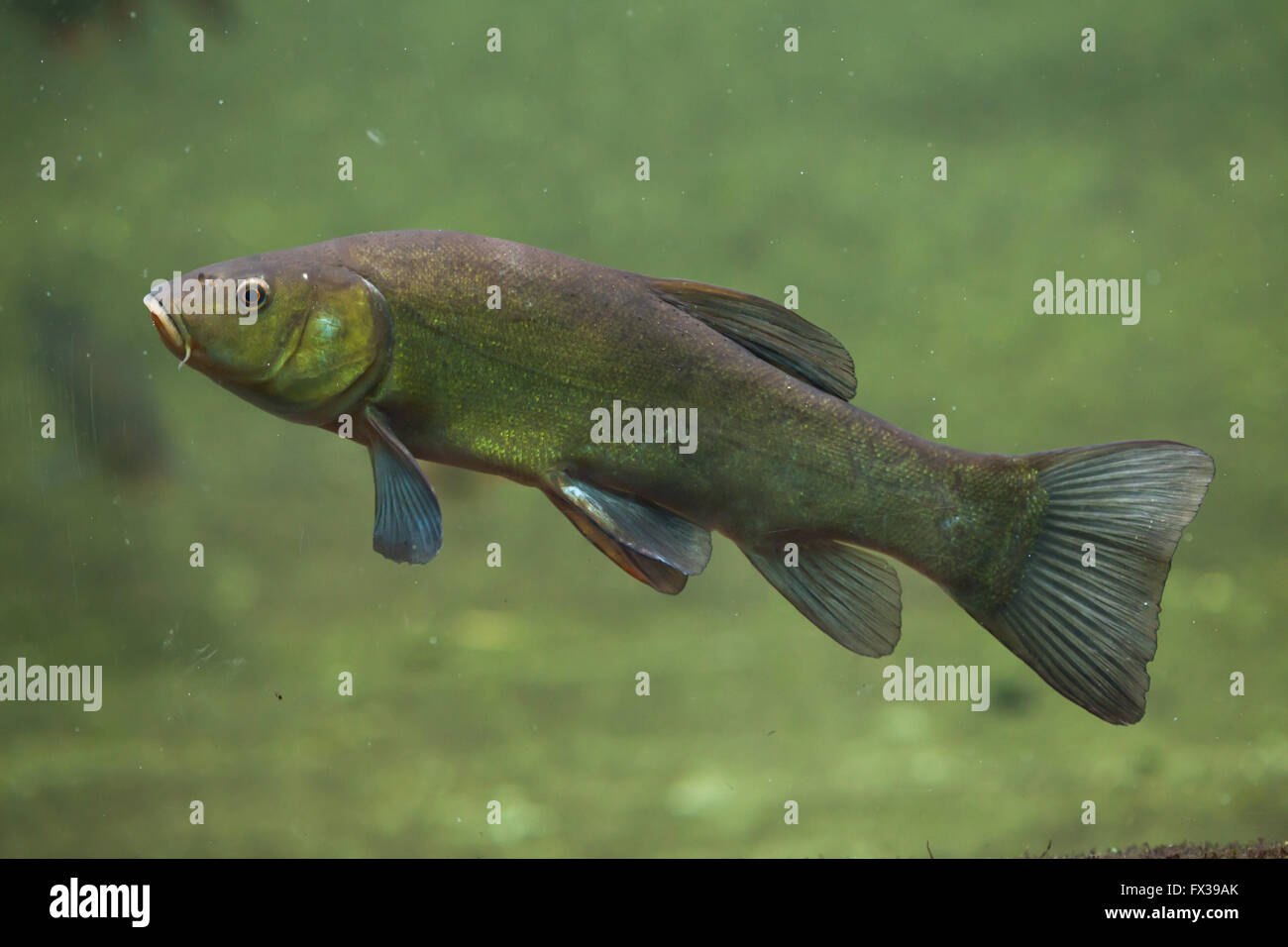 Schleie (Tinca Tinca), auch bekannt als der Doktorfisch im Budapester ...