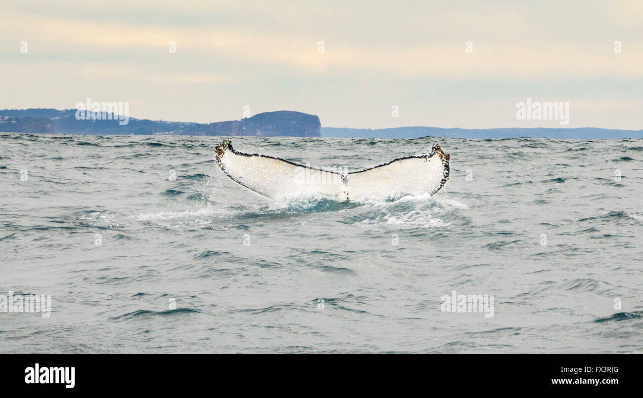 Wal flosse -Fotos und -Bildmaterial in hoher Auflösung – Alamy