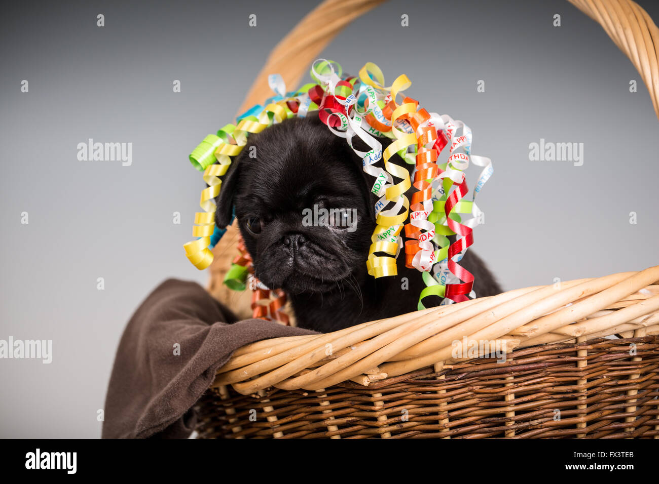 Geburtstag mops -Fotos und -Bildmaterial in hoher Auflösung – Alamy