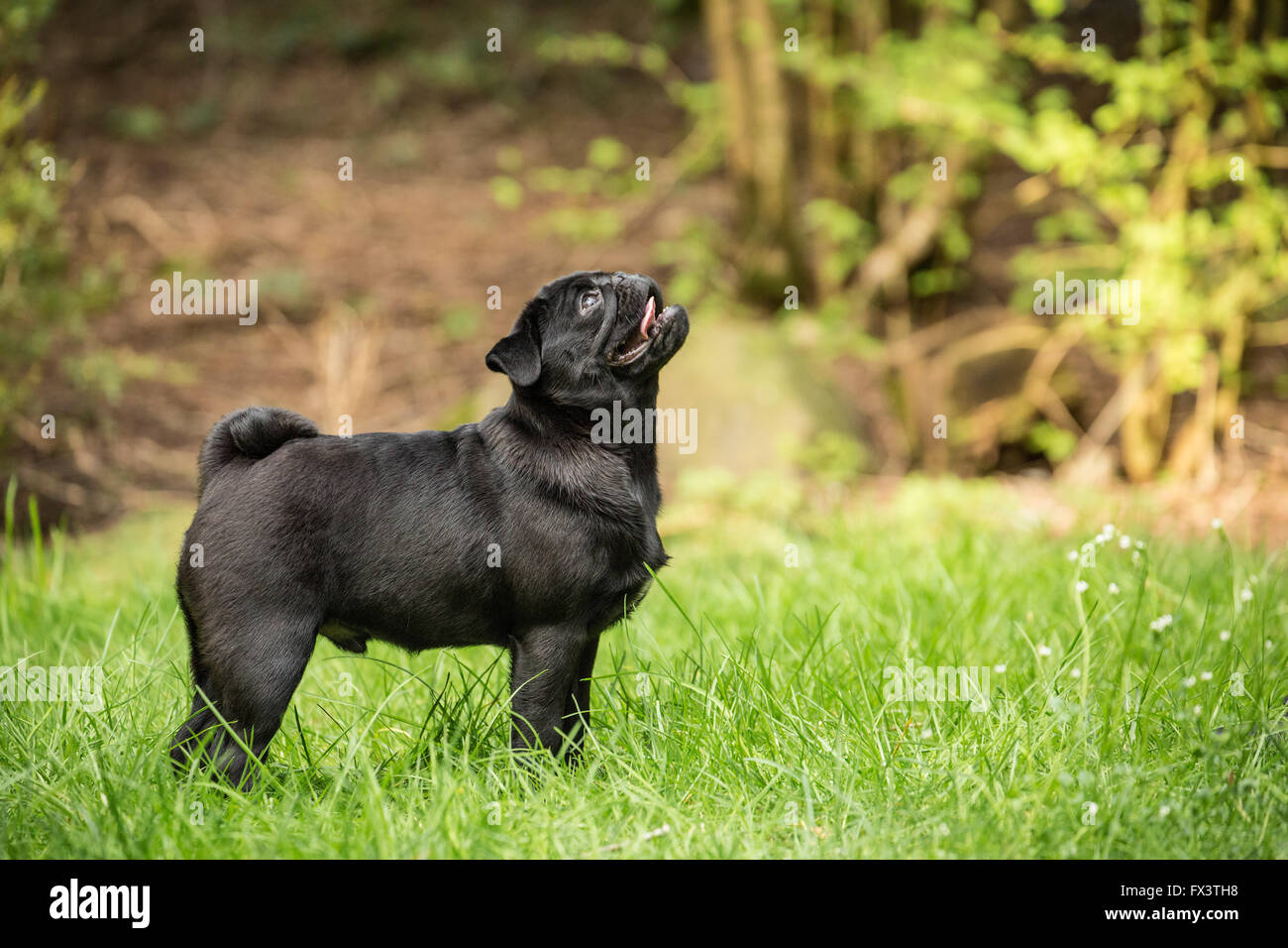 Kato, einen schwarzen Mops Welpen aus dem Rasen, in Issaquah ...