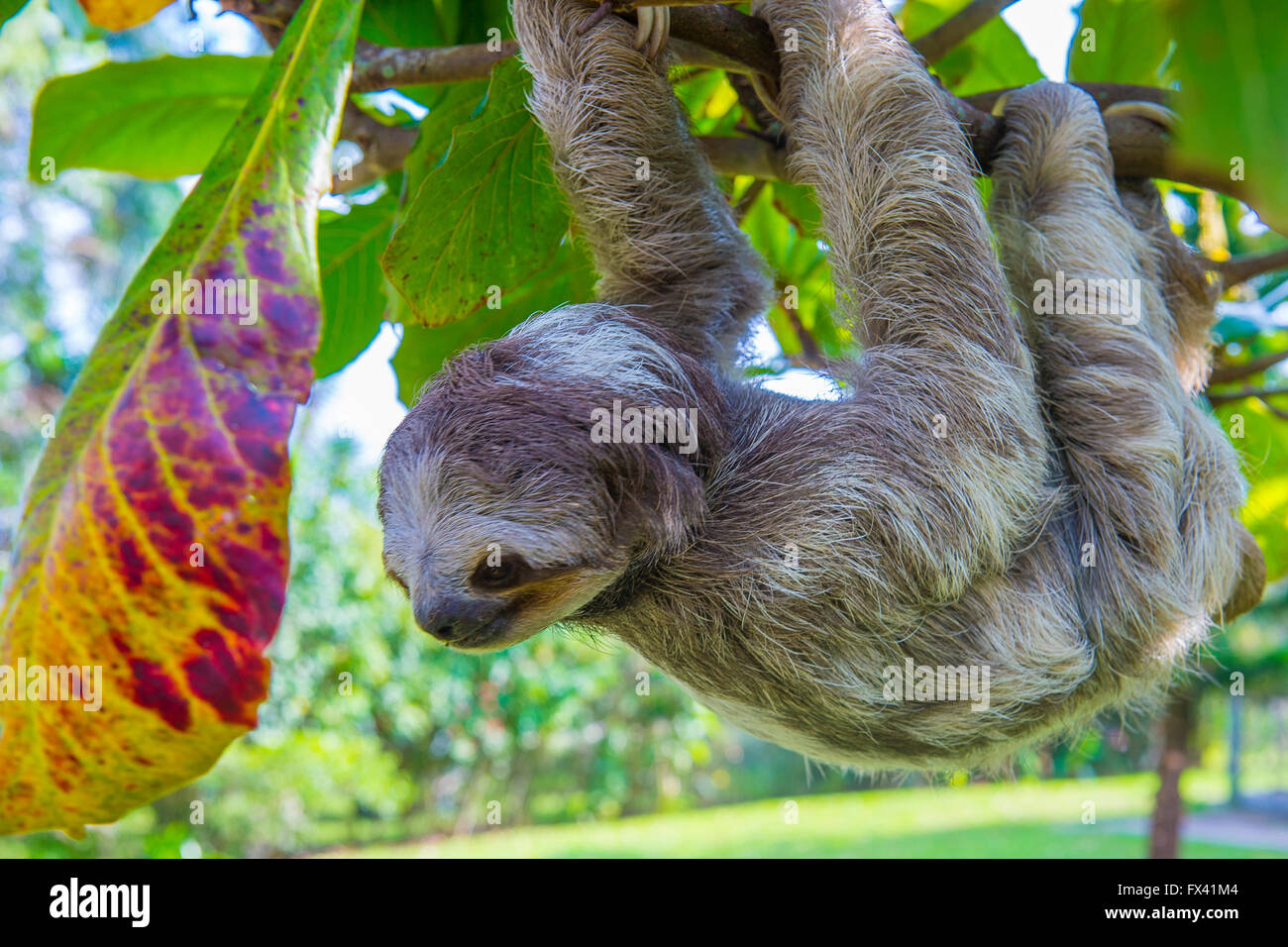 Faultier Kletterbaum im Regenwald von Costa Rica Stockfotografie - Alamy