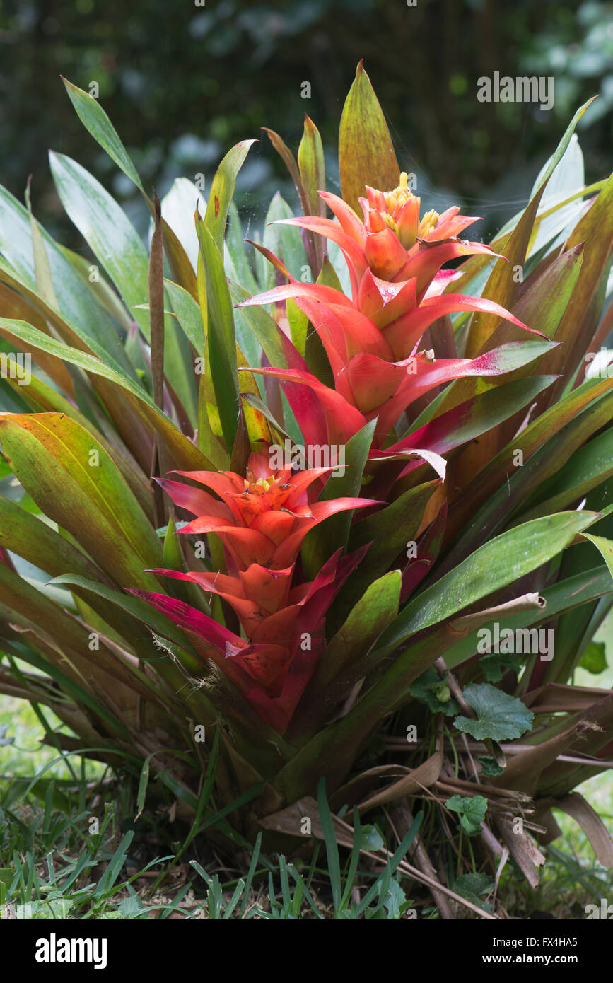 Bromelia sp -Fotos und -Bildmaterial in hoher Auflösung – Alamy