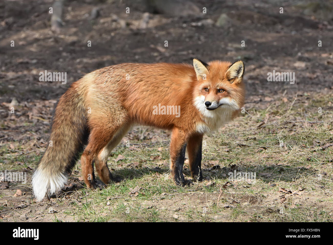 Fuchs Stehend Stockfotos und -bilder Kaufen - Alamy