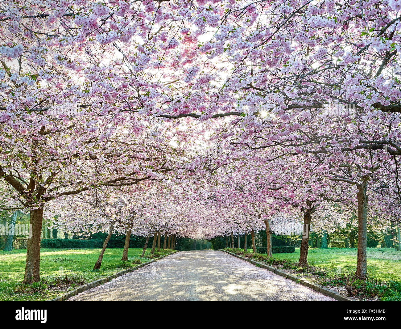 Kirschbaum allee -Fotos und -Bildmaterial in hoher Auflösung – Alamy