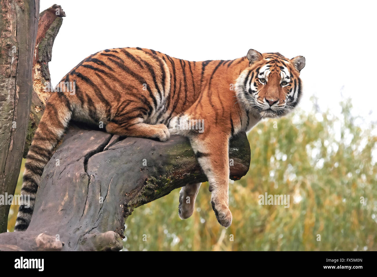 Lebensraum des sibirischen tigers -Fotos und -Bildmaterial in hoher ...