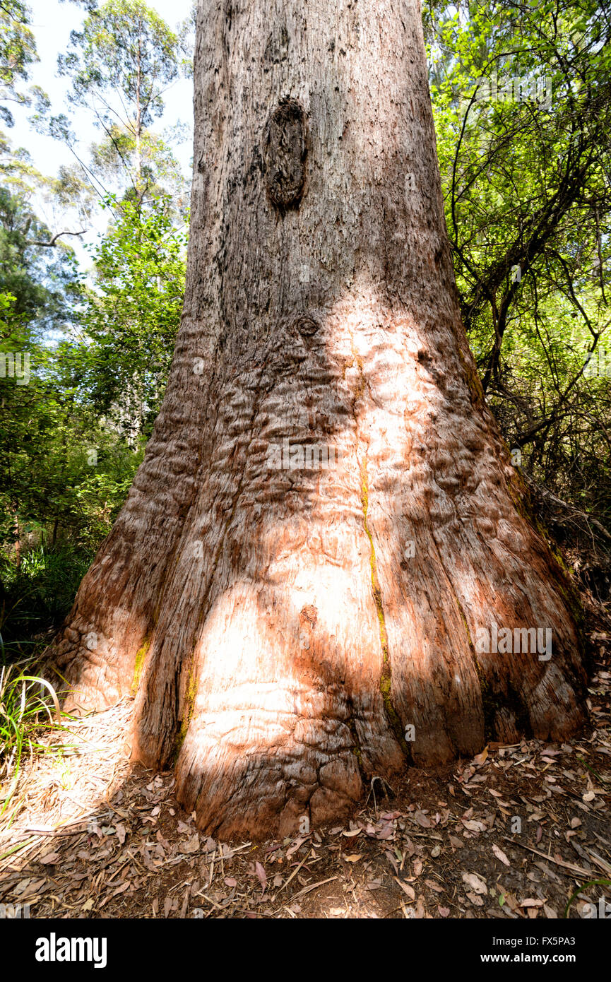 Tingle tree -Fotos und -Bildmaterial in hoher Auflösung – Alamy