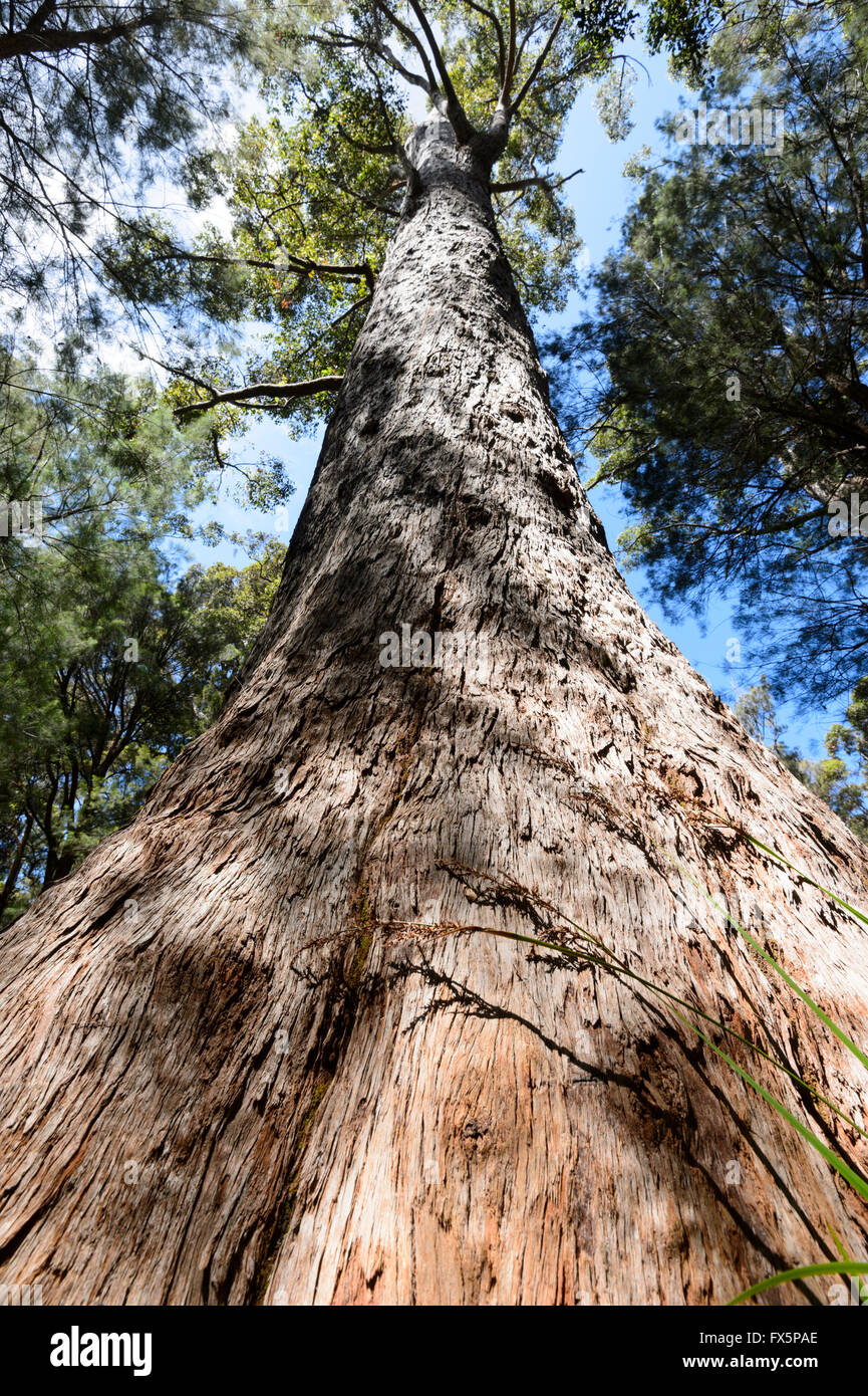 Red Tingle Tree (Eukalyptus Jacksonii), Tal der Riesen, Walpole ...