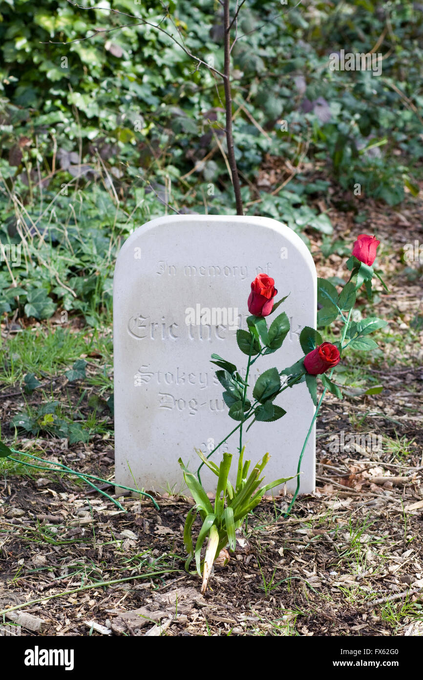 Eric Hunde Grab mit roten Rosen vor Grabstein gepflanzt Stockfotografie ...